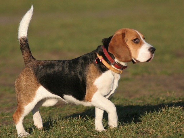 Boerner's Bloodhounds, Bloodhound Breeder in Boerne, Texas