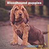 Bloodhound Breeders in Texas