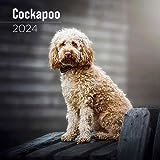 Cockapoo Breeders in Wisconsin