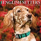 English Setter Breeders near you
