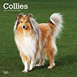 Collie Breeders near you (Page 1)