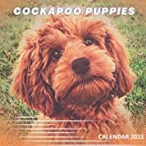 Cockapoo Breeders in Wisconsin