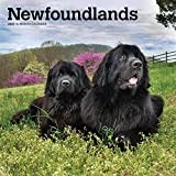 Newfoundland Dog Puppies and Dogs for sale near you