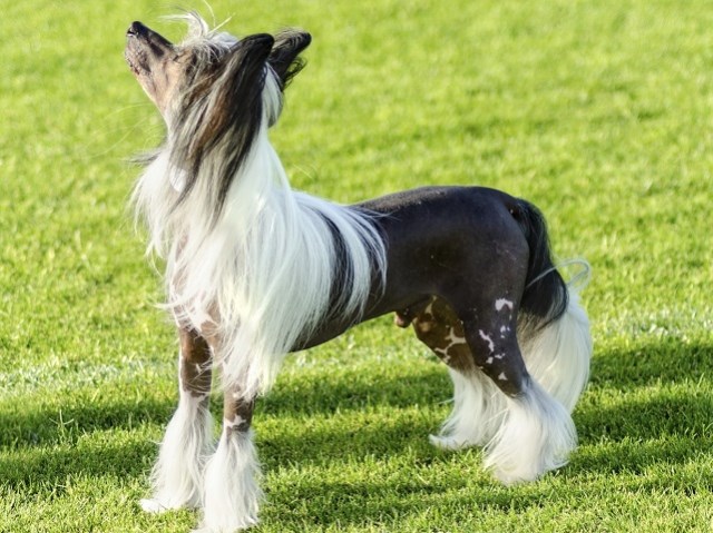 Chinese Crested Puppies and Dogs for sale near you