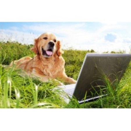 The Dogsmith Dog Training Center Oxford, Florida 38655
