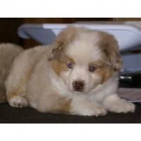 Miniature Australian Shepherd Breeders in Washington