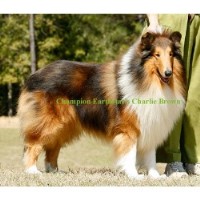 Collie Breeders in Louisiana