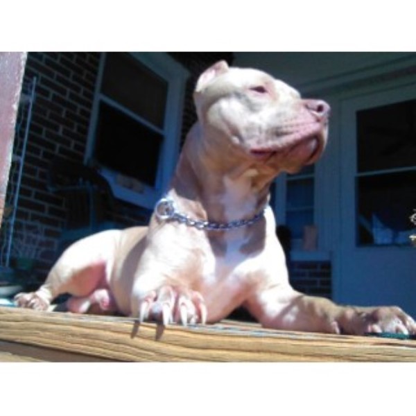 Hayes Kennel, American Pit Bull Terrier Stud in Dayton, Ohio