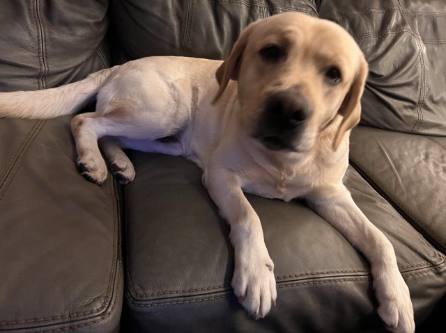 Stephanie, Labrador Retriever Stud in Thornton, Colorado
