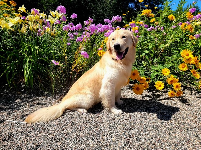 Iron Range Goldens, Golden Retriever Breeder in Bovey, Minnesota