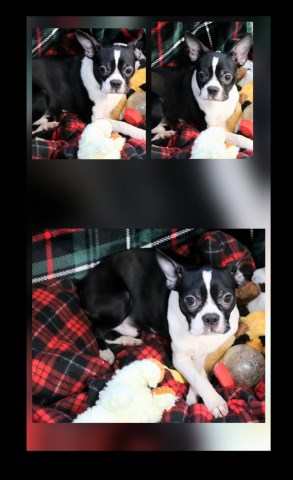 My Boston Babies, Boston Terrier Breeder in ALGONA, Iowa