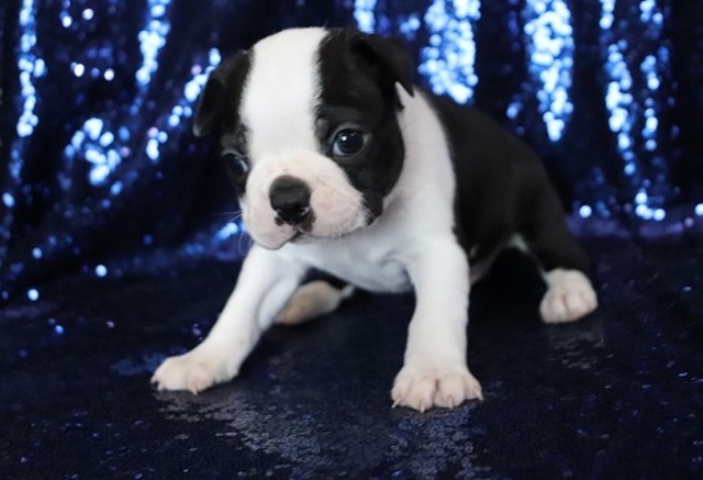 My Boston Babies, Boston Terrier Breeder in Algona, Iowa