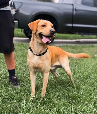 Sarah Dale, Labrador Retriever Stud in New port richey, Florida