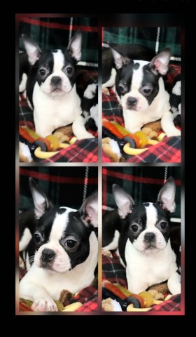 My Boston Babies, Boston Terrier Breeder in ALGONA, Iowa