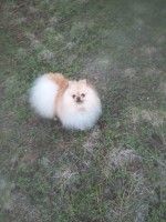 Pomeranian Breeders near you (Page 1)