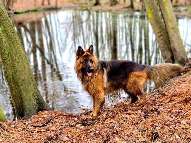 Southern Creek aka Vom Südlicher Bach German Shepherds, German Shepherd ...
