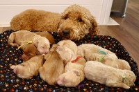 Puppies for Sale | Dogs for Adoption | Dog Businesses | FreeDogListings