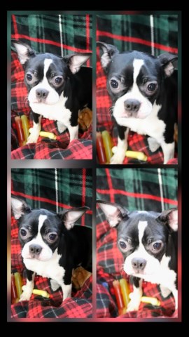 My Boston Babies, Boston Terrier Breeder in ALGONA, Iowa