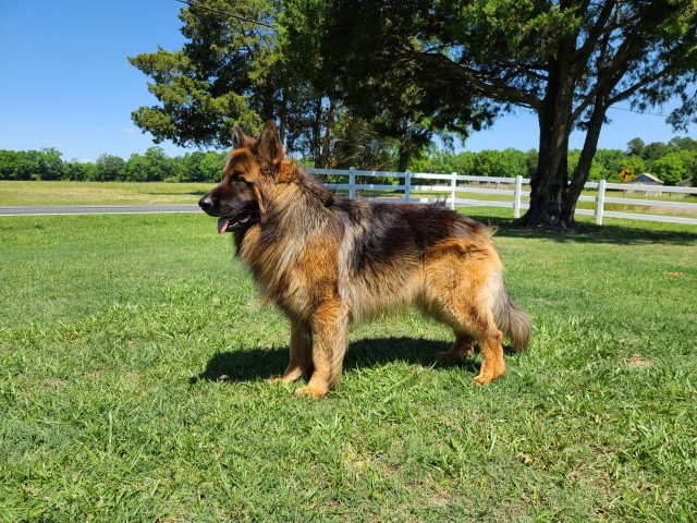 Southern Creek aka Vom Südlicher Bach German Shepherds, German Shepherd ...