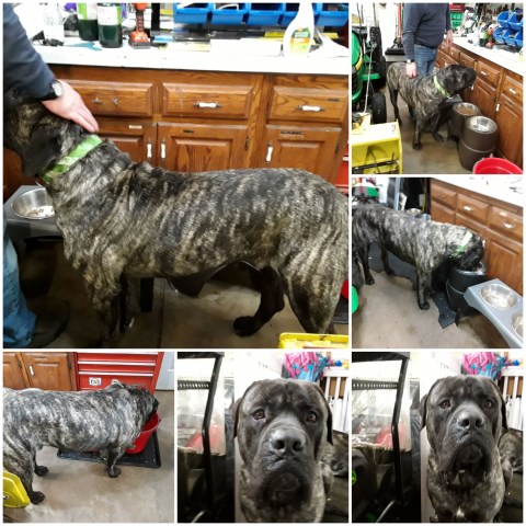 Moonraker Mastiffs, Mastiff Stud in Andover, Minnesota