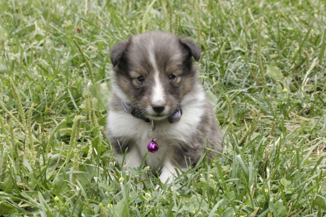 Shetland Sheepdog puppy dog for sale in Clayton, Washington