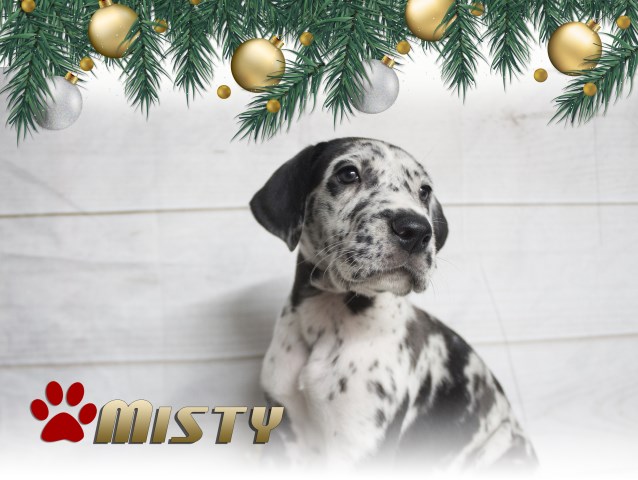 Great Dane puppy dog for sale in Grabill, Indiana