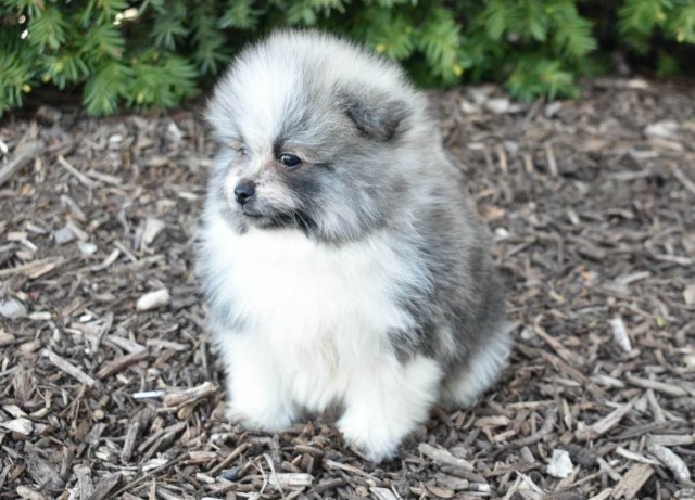 Pomeranian puppy dog for sale in Niles, Illinois