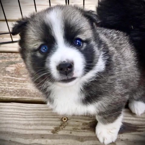 Pomsky puppy dog for sale in kell, Illinois