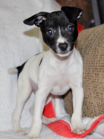 Rat Terrier puppy dog for sale in Leavenworth, Kansas