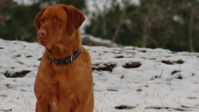 Labrador Retriever puppy dog for sale in Center, Texas