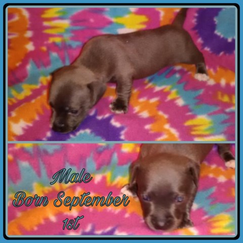 Chihuahua puppy dog for sale in Huffman, Texas