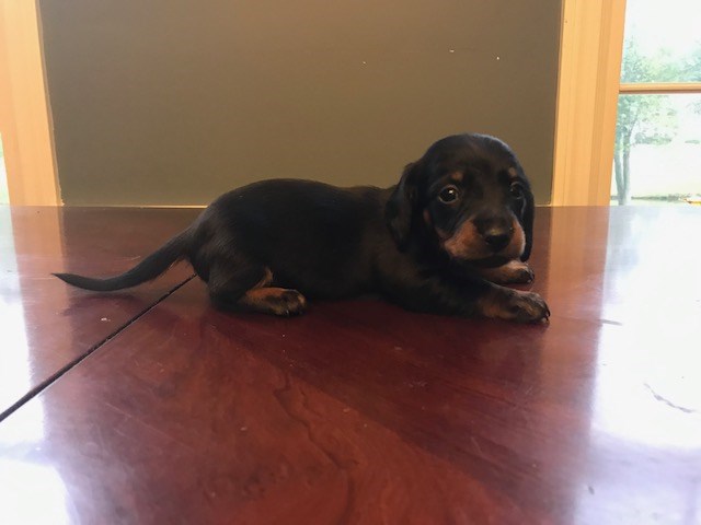 Dachshund puppy dog for sale in Granby, Connecticut