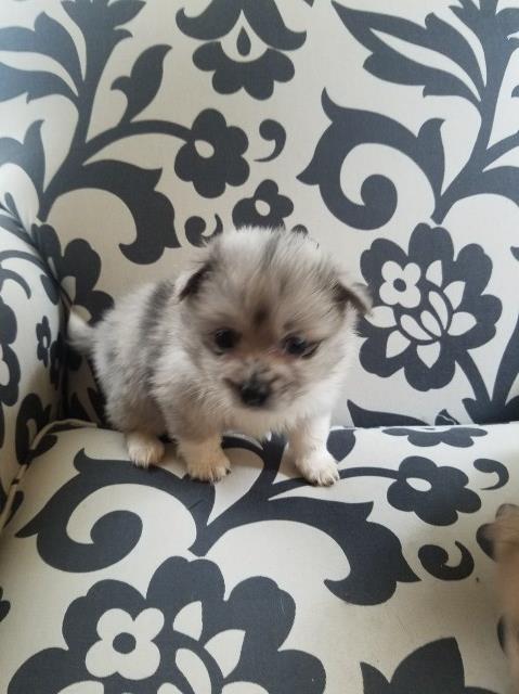 Pomeranian puppy dog for sale in West bend, Wisconsin