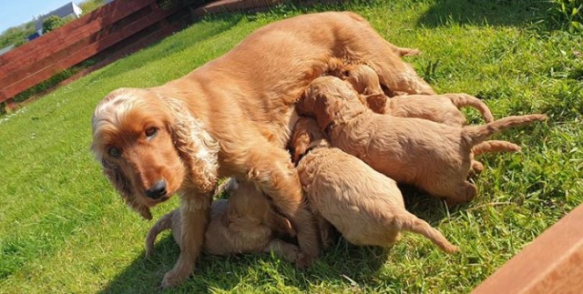 Cockapoo puppy dog for sale in Atlanta, Georgia