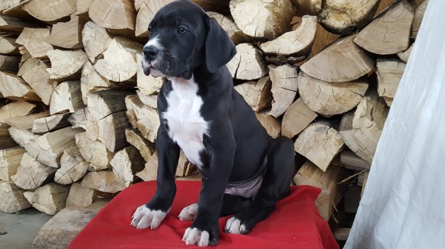 Great Dane puppy dog for sale in Nappanee, Indiana