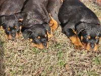 Rottweiler Breeders in Arizona