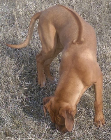 Rhodesian Ridgeback puppy dog for sale in Manor, Saskatchewan