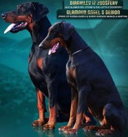 Search locally for Doberman Pinscher Puppies and Dogs nearest you ...