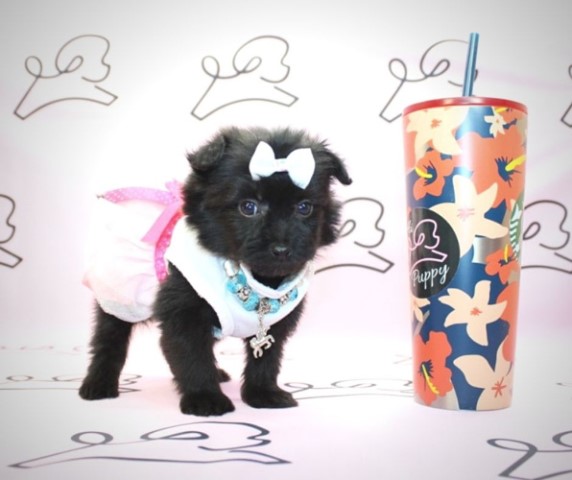 Pomeranian puppy dog for sale in Las Vegas, Nevada