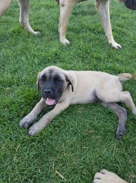 Mastiff puppy dog for sale in Akron, Colorado