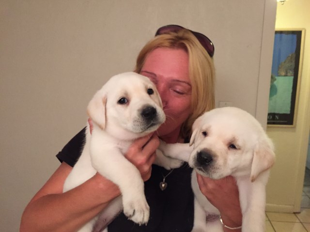 Labrador Retriever puppy dog for sale in Clearwater, Florida