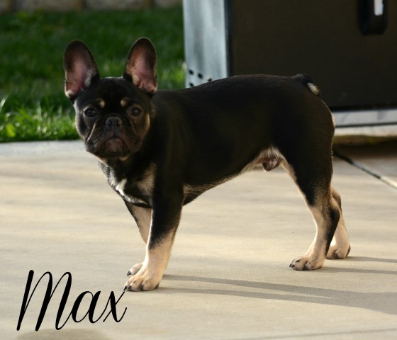 French Bulldog puppy dog for sale in Nicolaus, California