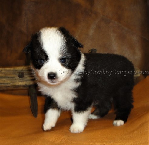 Miniature Australian Shepherd puppy dog for sale in Huntington, Utah