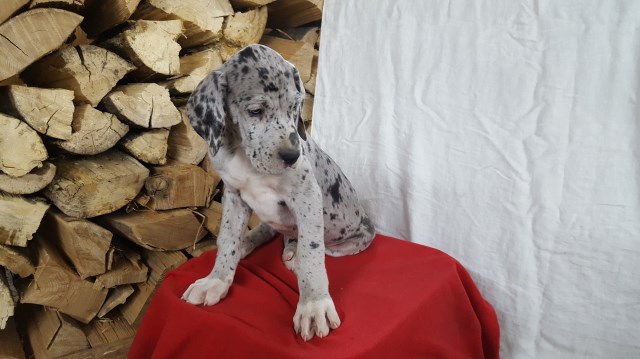 Great Dane puppy dog for sale in Nappanee, Indiana