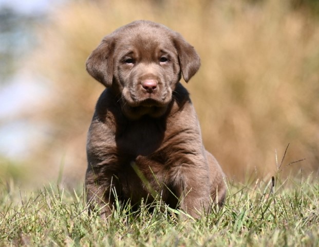 Labrador Retriever puppy dog for sale in Drakesboro, Kentucky