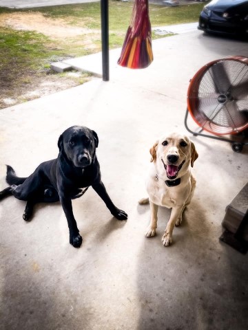 Labrador Retriever puppy dog for sale in Denham Springs, Louisiana