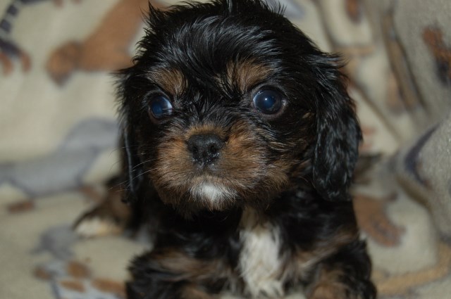 Cavalier King Charles Spaniel puppy dog for sale in Manchester, New ...