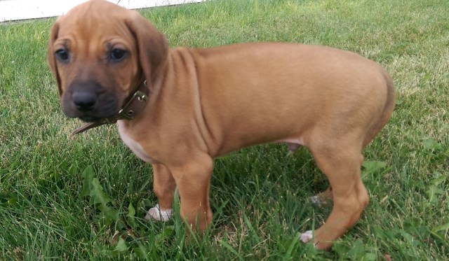 Rhodesian Ridgeback puppy dog for sale in Manor, Saskatchewan