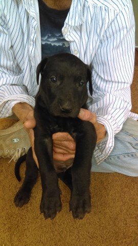 Great Dane puppy dog for sale in Chino Valley, Arizona