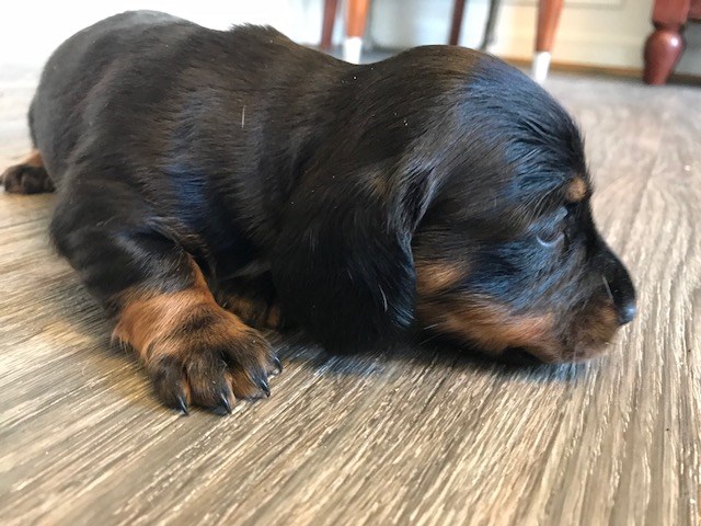 Dachshund puppy dog for sale in Granby, Connecticut